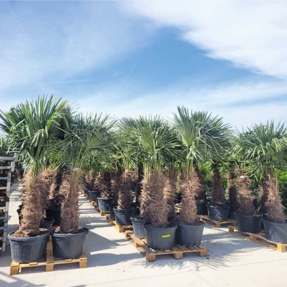 Palme Trachycarpus Fortuneii - 180>200cm Gesamthöhe *winterhart* onli ...