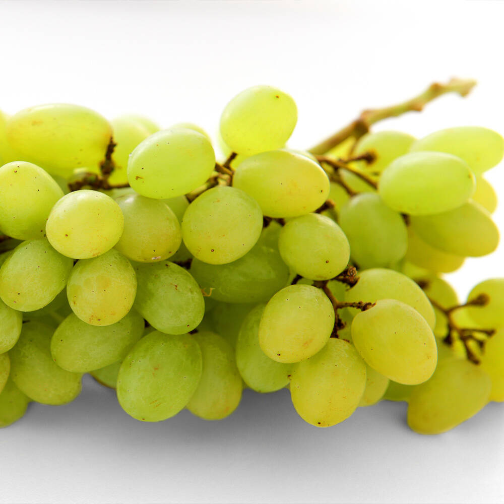 Weinrebe Kernlos Kaufen